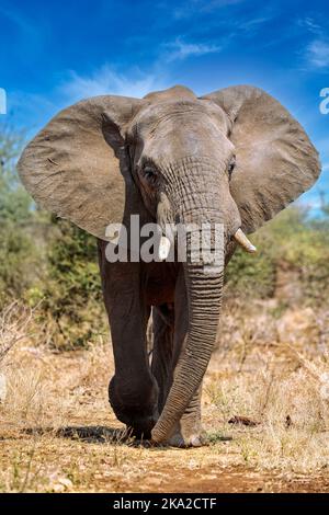 huge african elephant, Kruger NP, south africa, wildlife Stock Photo ...