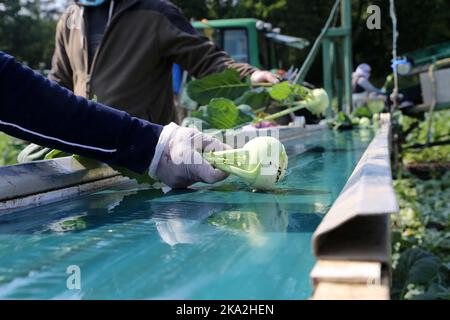 Agricultural Kohlrabi (typical german vegetable) harvest in Germany ...