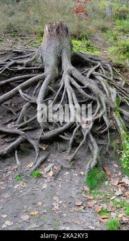 rotten tree roots in the forest Stock Photo - Alamy