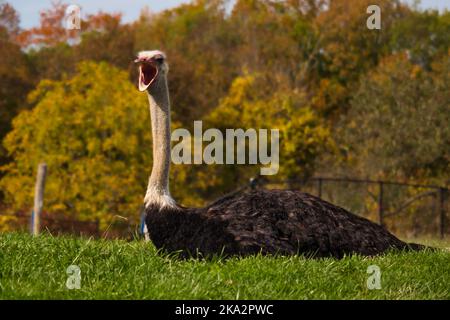 Closeup shot of an ostrich sitting on the grass Stock Photo - Alamy