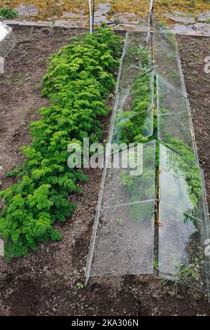 Rows of vintage, low barn cloches used to protect over wintering ...