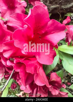 Azalea, Formosa Azalea Stock Photo - Alamy