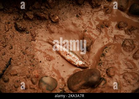 Dead small fish in the mud due to drought Stock Photo - Alamy