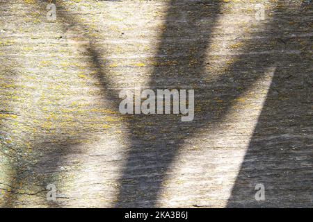 Texture bark 4K high quality Stock Photo - Alamy