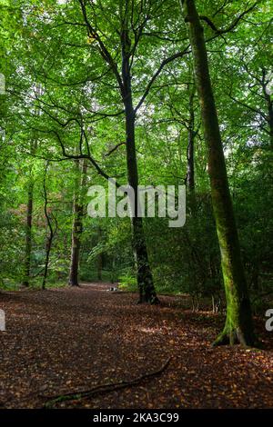 Woodland path in West Walk, Forest of Bere, Hampshire, UK: beech and ...