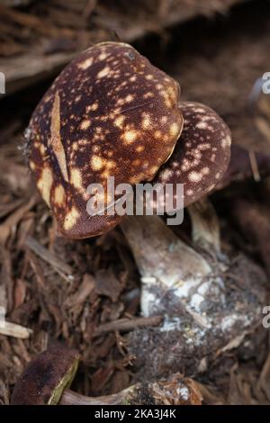 Aureoboletus mirabilis mushrooms Stock Photo - Alamy