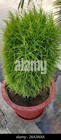 Bassia scoparia is a large annual herb in the family Amaranthaceae ...