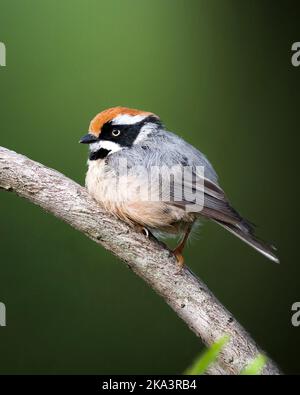 Black Throated Bushtit Aegithalos Concinnus Concinnus Adult Perched