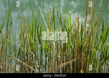 Green phragmites grass at the shore of Stichkanal Hildesheim (side ...