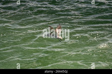 Pelicans are symbol of sunny Florida flying over the water looking for ...