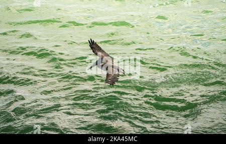 Pelicans are symbol of sunny Florida flying over the water looking for ...