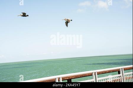 Pelicans are symbol of sunny Florida flying over the water looking for ...