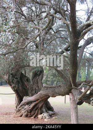 The Brijuni olive tree is one of the oldest olive trees in the ...