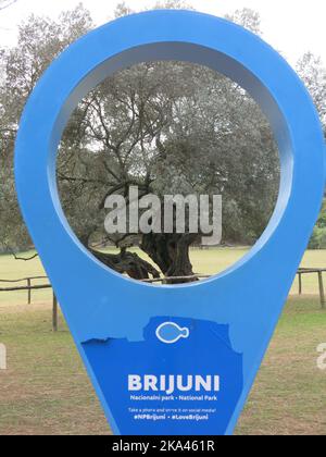 The ancient olive tree in Brijuni National Park is framed by the blue ...