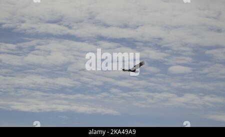 A low-angle shot of a black Andean condor flying with his wings wide ...