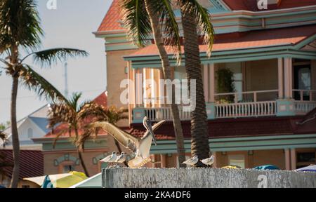 Pelicans of the Key West are big beautiful birds and one of the Florida ...