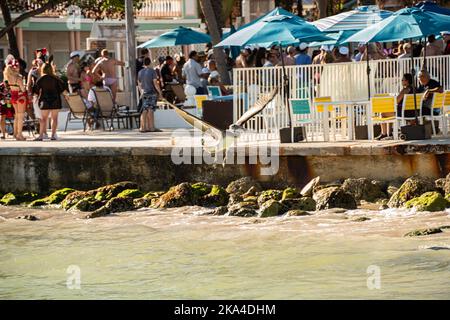 Pelicans of the Key West are big beautiful birds and one of the Florida ...
