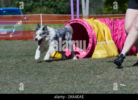 Merle Border Collie sprinting in a trial obstacle course Stock Photo ...