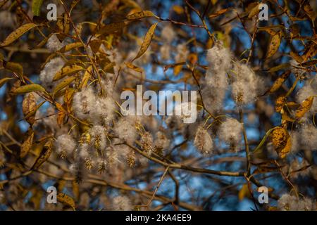Fuzz on autumn yellow leaf trees in sunny fall nice day Stock Photo - Alamy