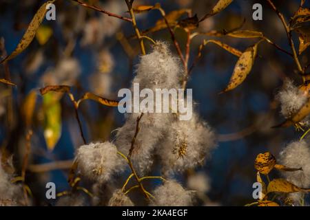 Fuzz on autumn yellow leaf trees in sunny fall nice day Stock Photo - Alamy