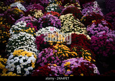 (Photo by /Sipa USA Stock Photo - Alamy