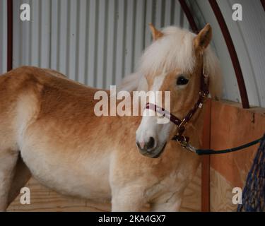 A closeup shot of a beautiful Haflinger horse standing in a cold snowy ...