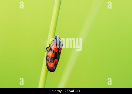 A closeup of cercopis vulnerata perching on plant stem Stock Photo - Alamy
