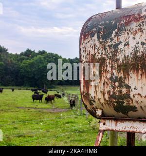 Cows in a field with a rusty tank, Gash-Barka, Barentu, Eritrea Stock ...