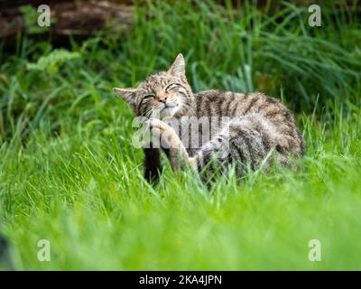 Female Scottish Wildcat Scratching Stock Photo - Alamy