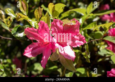 Augusta, Ga USA - 04 01 21: Yellow Dandelion in a field in the summer ...