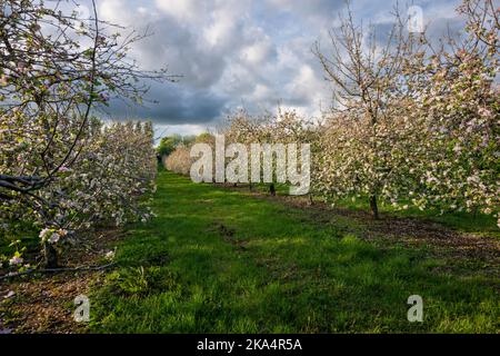 Lopen Somerset Cider Apple Orchards in full bloom Stock Photo - Alamy