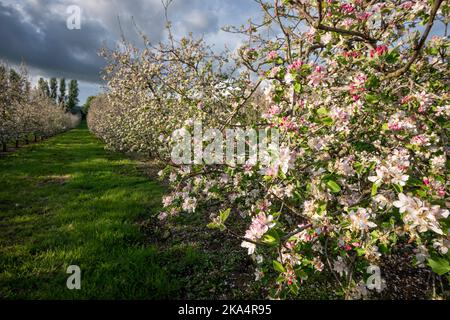 Lopen Somerset Cider Apple Orchards in full bloom Stock Photo - Alamy