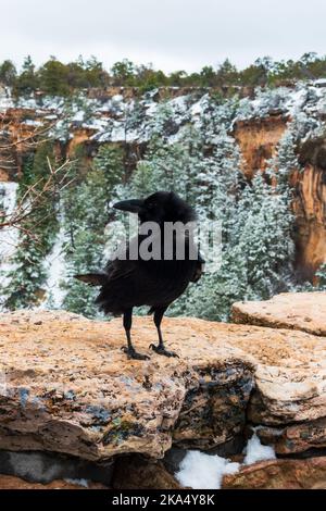 A curious raven sits on a ledge in Grand Canyon National Park, USA ...