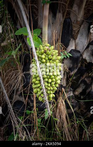 Bunch of fruits or acuri bacuri the Pantanal - Scheelea phalerata Stock ...