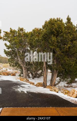 A snowy grove of trees in Grand Canyon National Park, USA Stock Photo ...