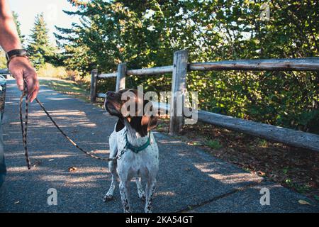 Cute female French Pointer dog out for a walk, with a brown head Stock ...