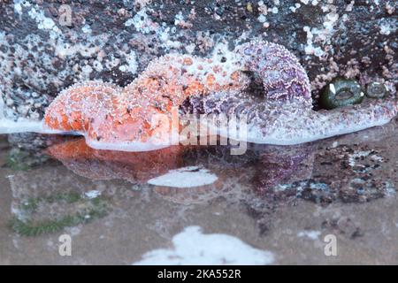 Star fish clinging to the barnacle covered sea stacks, on the Oregon ...