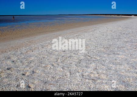 Shell Beach. Denham. Shark Bay. Western Australia Stock Photo - Alamy