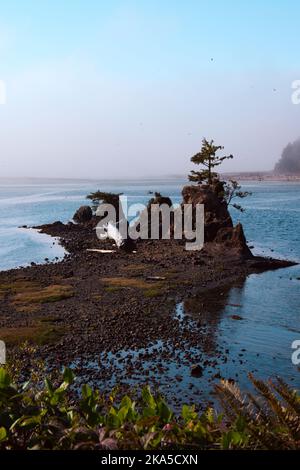 A small rocking outcropping with deadwood and a tree growing on the ...