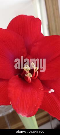Amaryllis rouge , France Stock Photo - Alamy