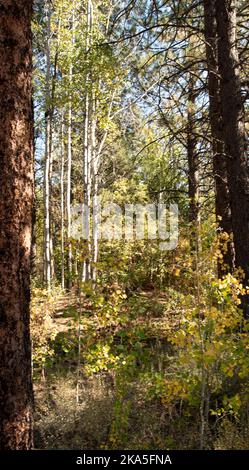 Dappled sunlight in Oregon Forest of Ponderosa pine and aspen trees. A ...