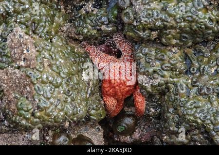 Star fish clinging to the barnacle covered sea stacks, on the Oregon ...
