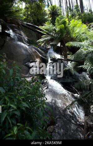 Phantom Falls is a very appropriate name for these falls - hidden away ...