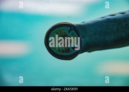 An underwater view of the Fish ladder in the Bonneville Dam. A Lamprey ...