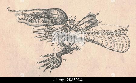 Antique engraved illustration of the mole skeleton (front part ...