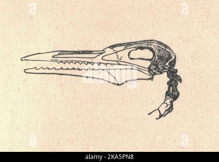 Ichthyornis - Fish Bird: extinct genus of toothy seabird-like ...