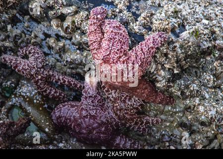 Star fish clinging to the barnacle covered sea stacks, on the Oregon ...