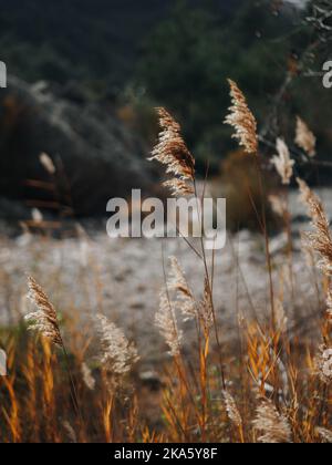 Common golden reed shrub featuring sun rays going through seeds and ...