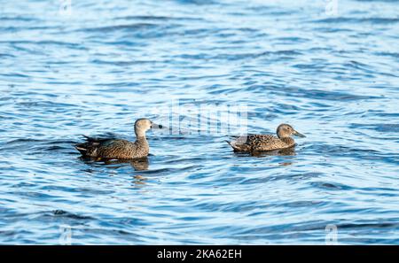 Cape Shoveler (Spatula smithii Stock Photo - Alamy