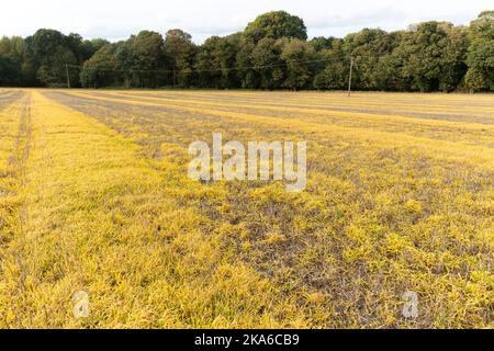 Lines of ridges and furrows yellow grass crossing field, Shottisham ...